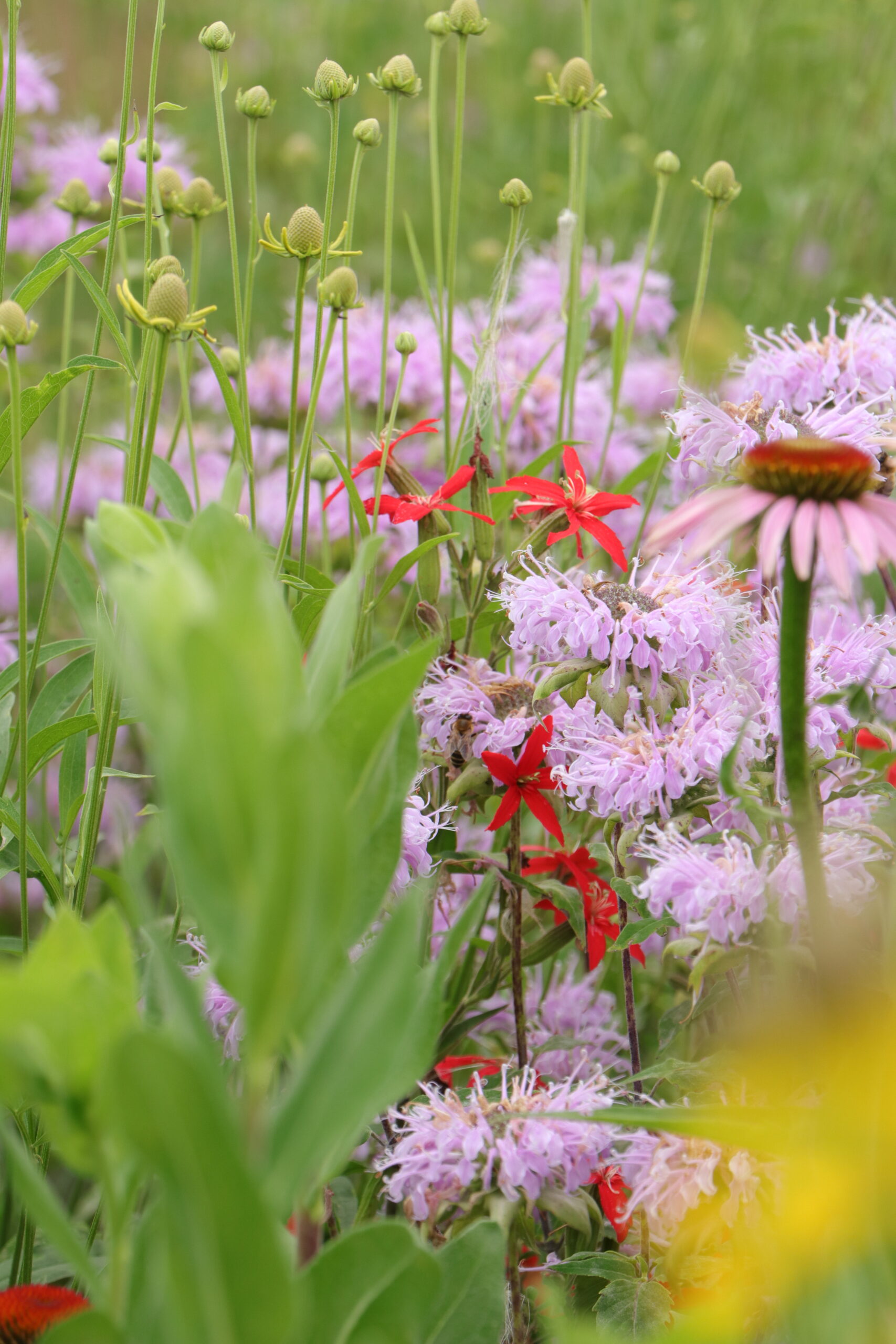 About our Store – Monarch Meadows Native Plant Nursery